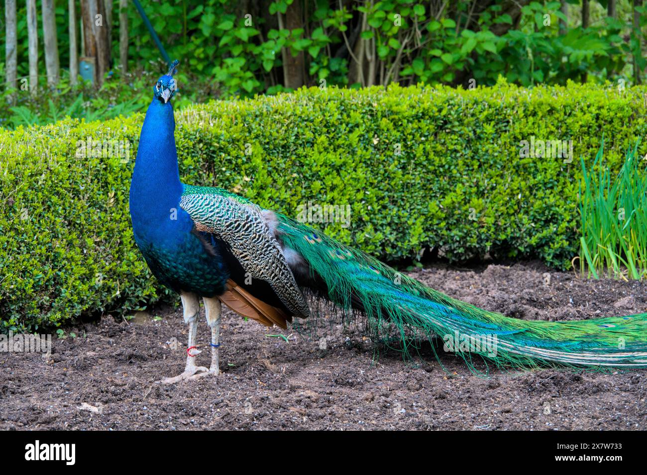 a very beautiful, vibrant, blue peacock standing in a garden Stock ...