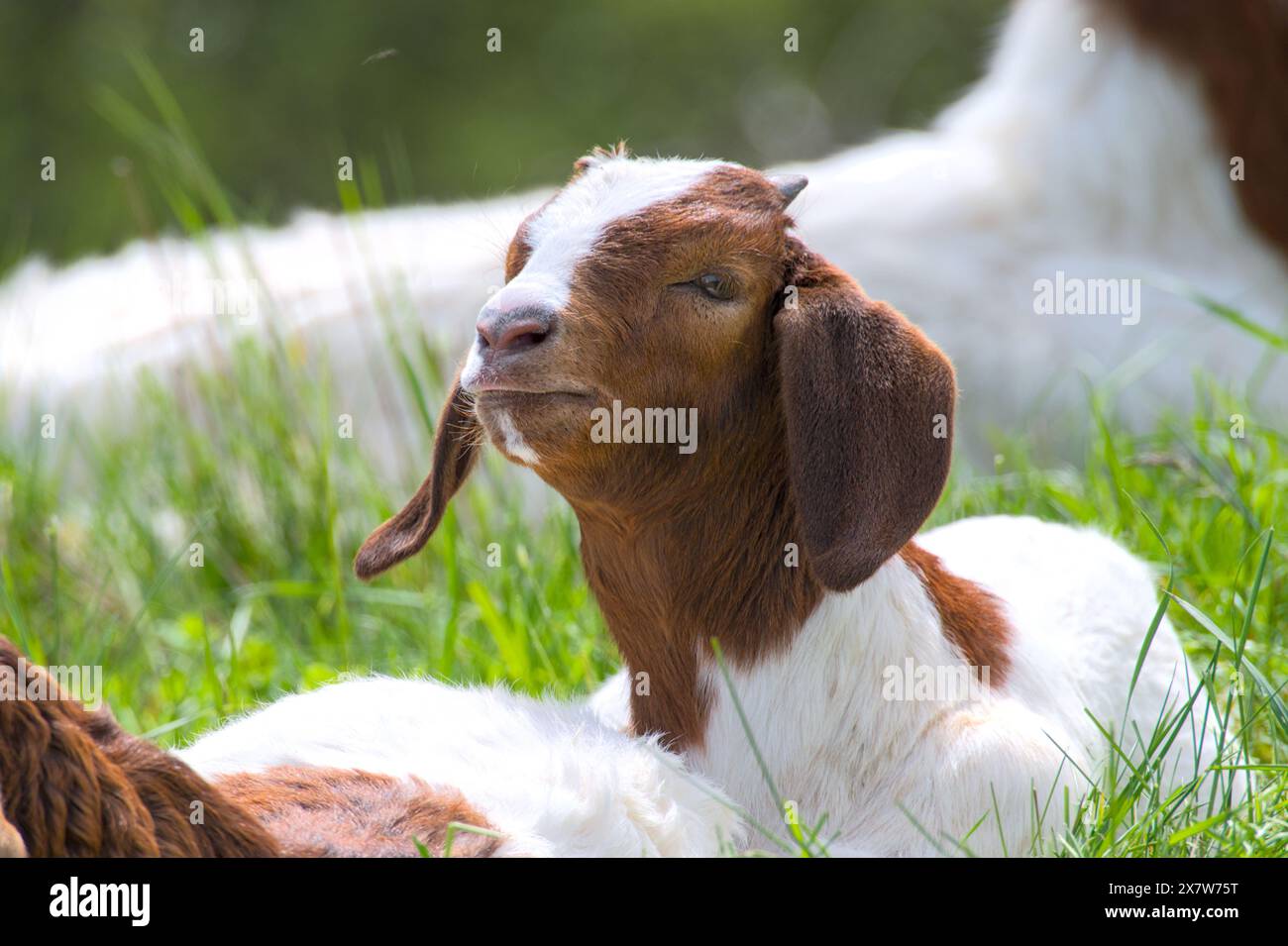 portrait of an adorable, cute young boer goat, goatling, close up Stock ...