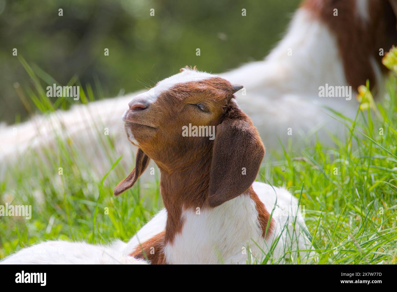 portrait of an adorable, cute young boer goat, goatling, close up Stock ...