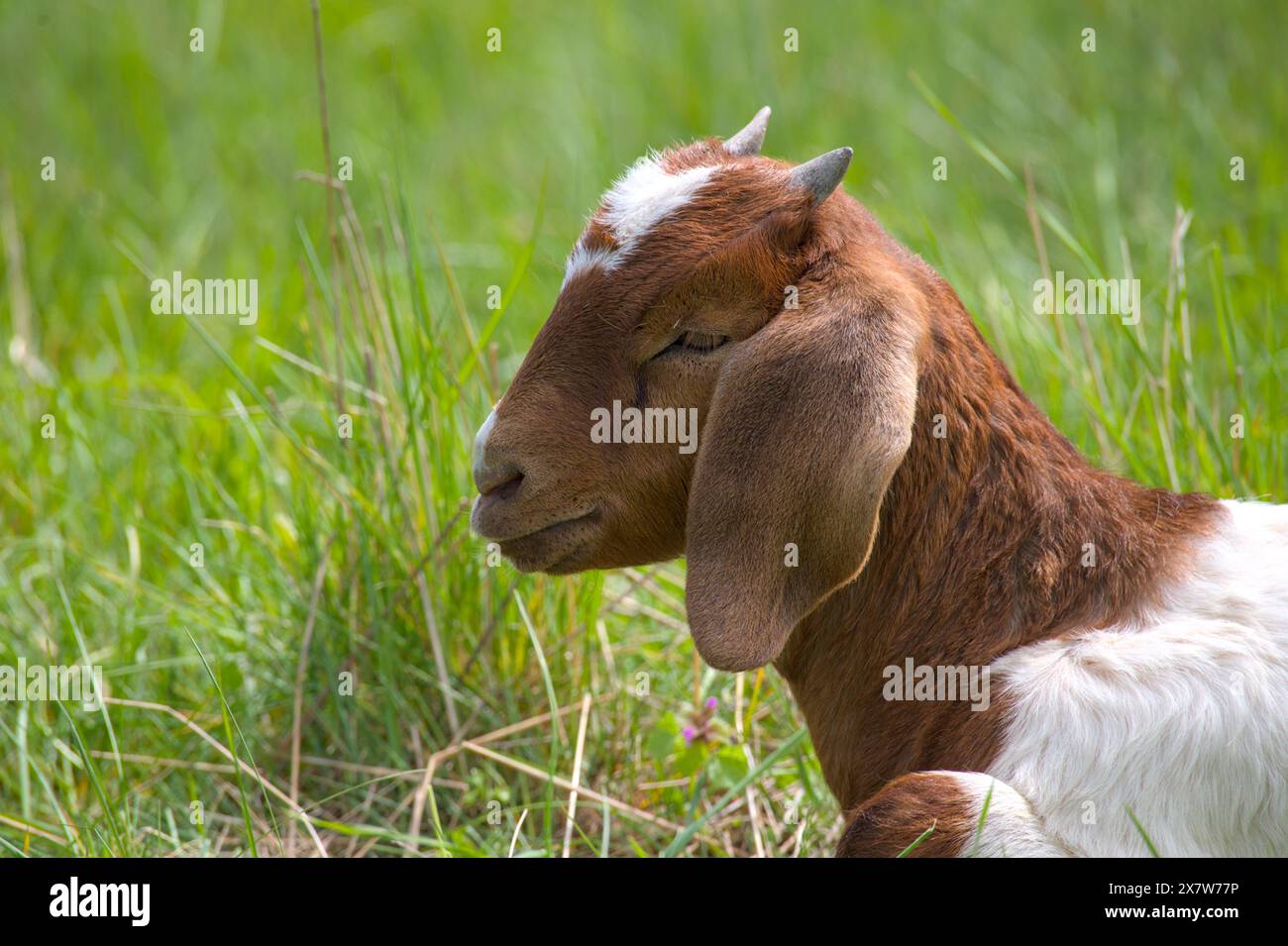 portrait of an adorable, cute young boer goat, goatling, close up Stock ...
