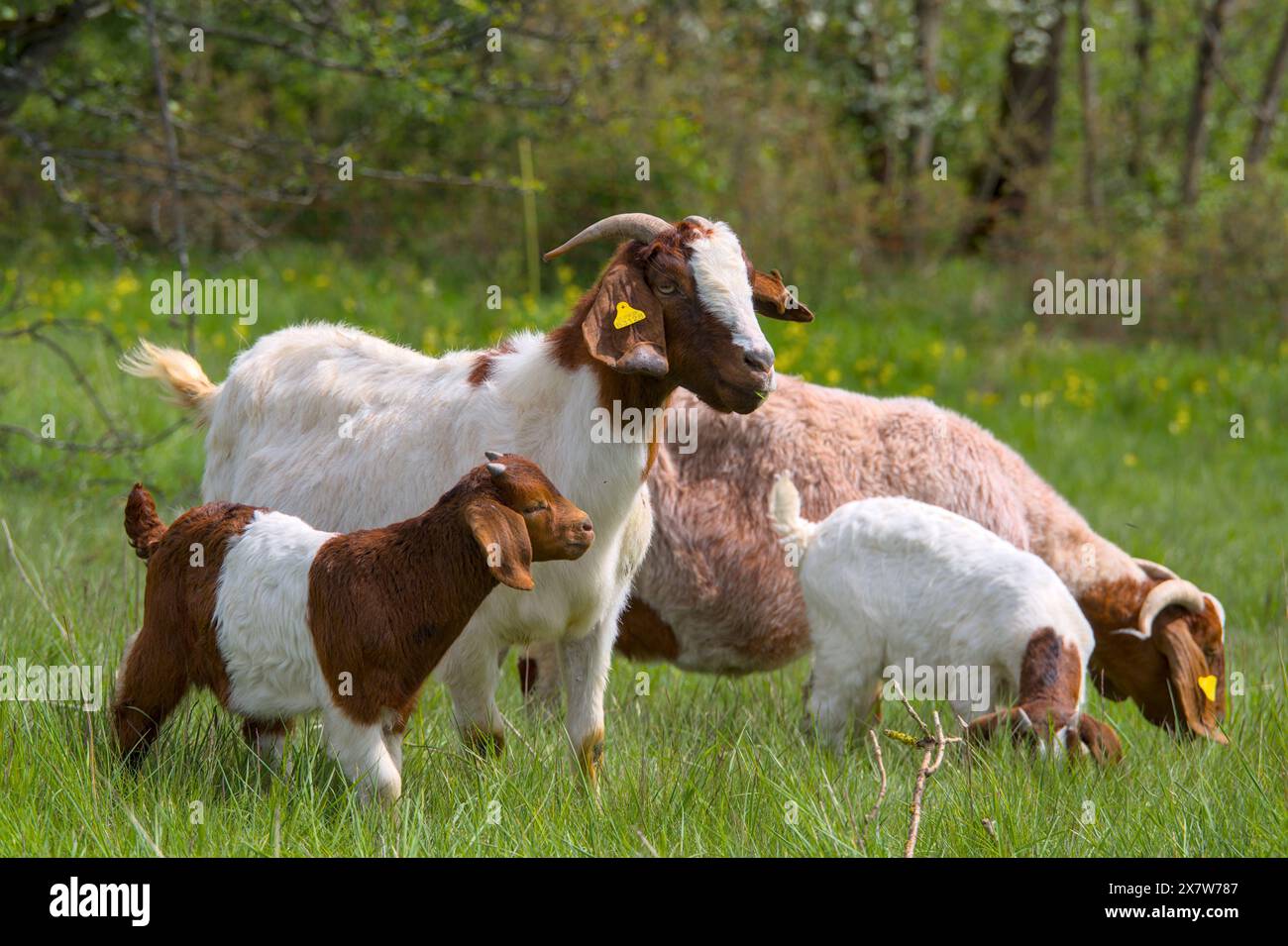 a nanny boer goat with its young child in the meadow Stock Photo - Alamy