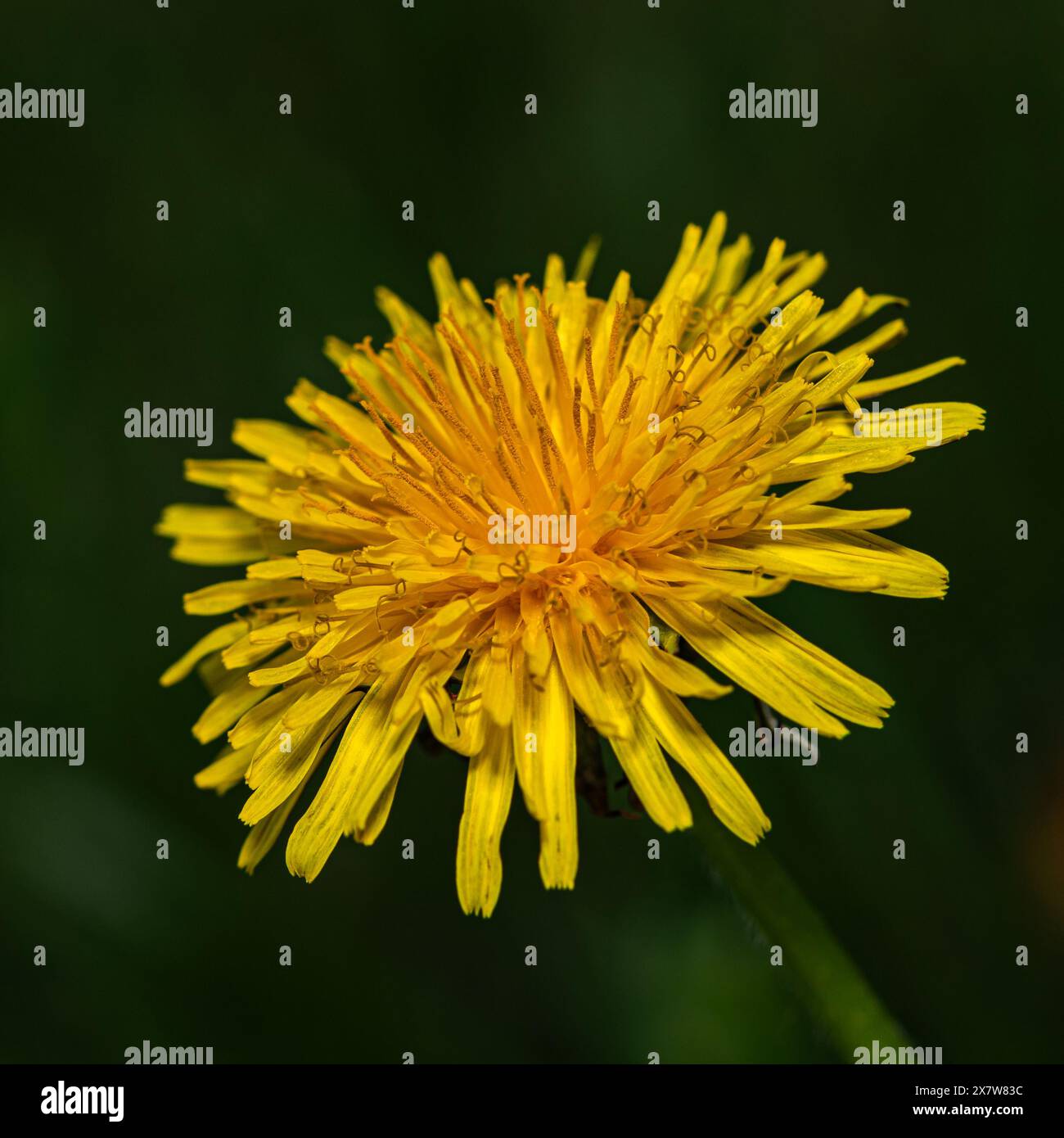 Showcasing detailed floral hi-res stock photography and images - Alamy