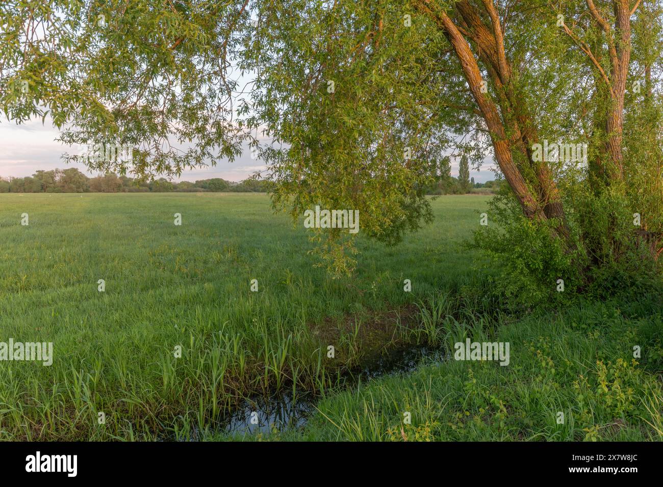 Irrigation ditch in a natural meadow in spring.Bas Rhin, Alsace, France ...
