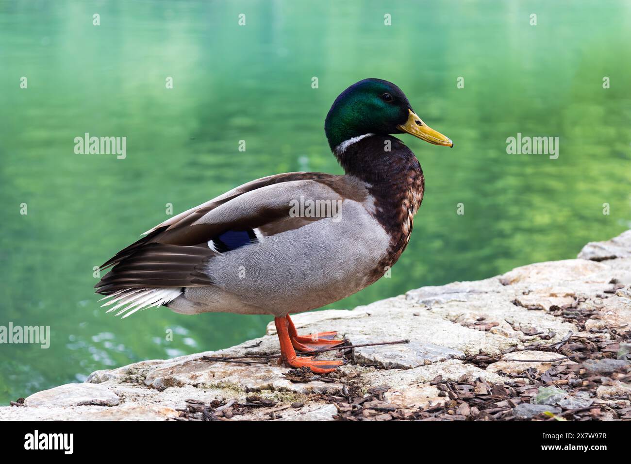 Mallard standing on the shore. Wild green-headed male duck outside the ...