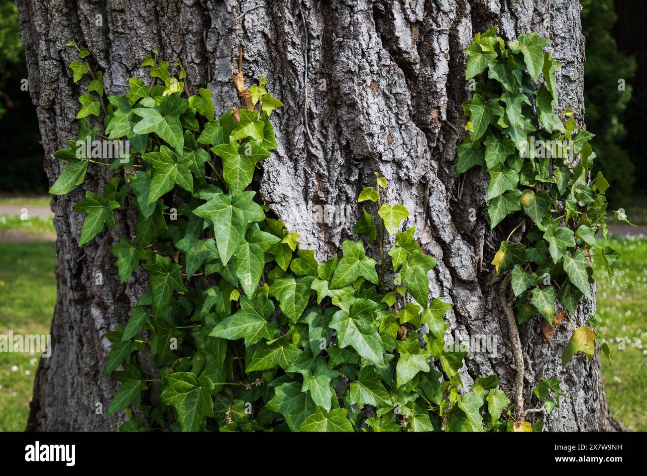 Bright green leaves of Hedera helix. Common ivy from the Araliaceae ...