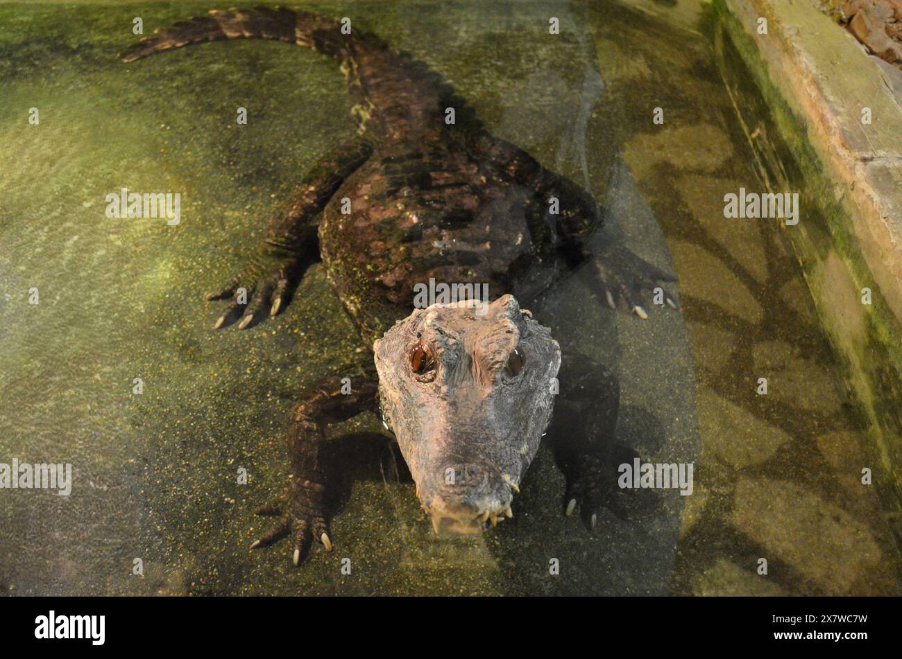 A green crocodile lies in a puddle of water, hunting for prey ...