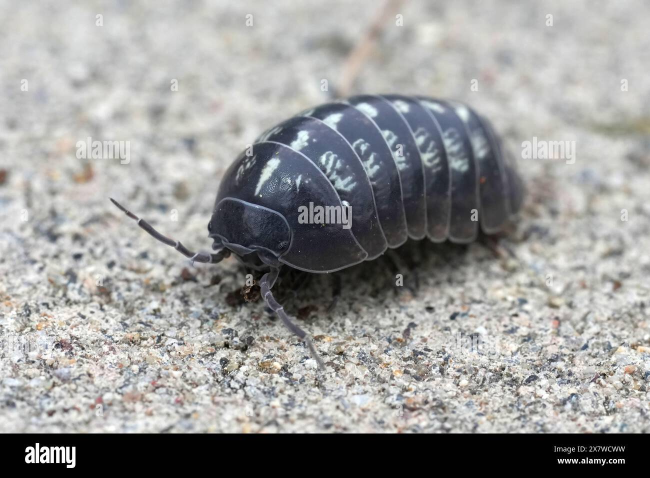 Detailed closeup on an unusual bright colored pillbug , Armadillidium ...