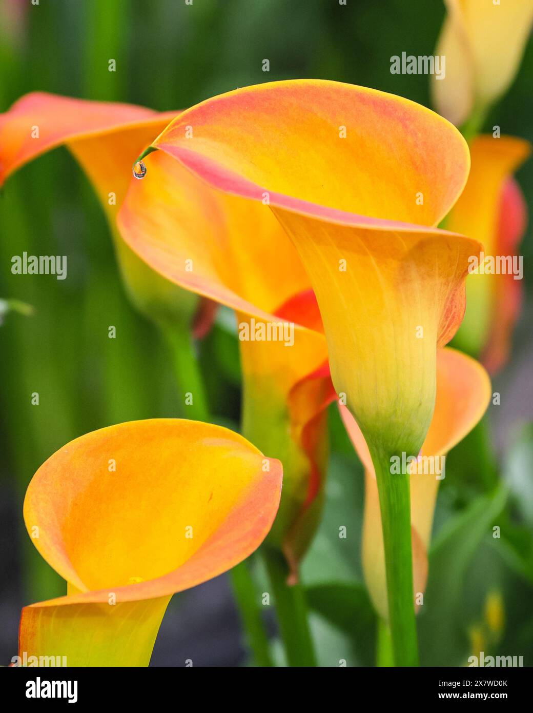 Brighter blooms chelsea hi-res stock photography and images - Alamy