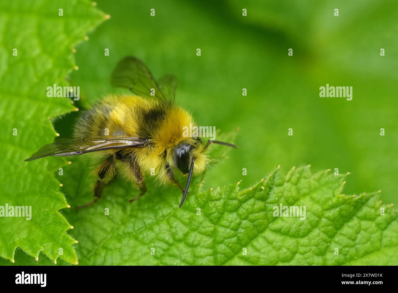 Natural closeup on a fluffy hairy North-American Yellow-Fronted Bumble ...
