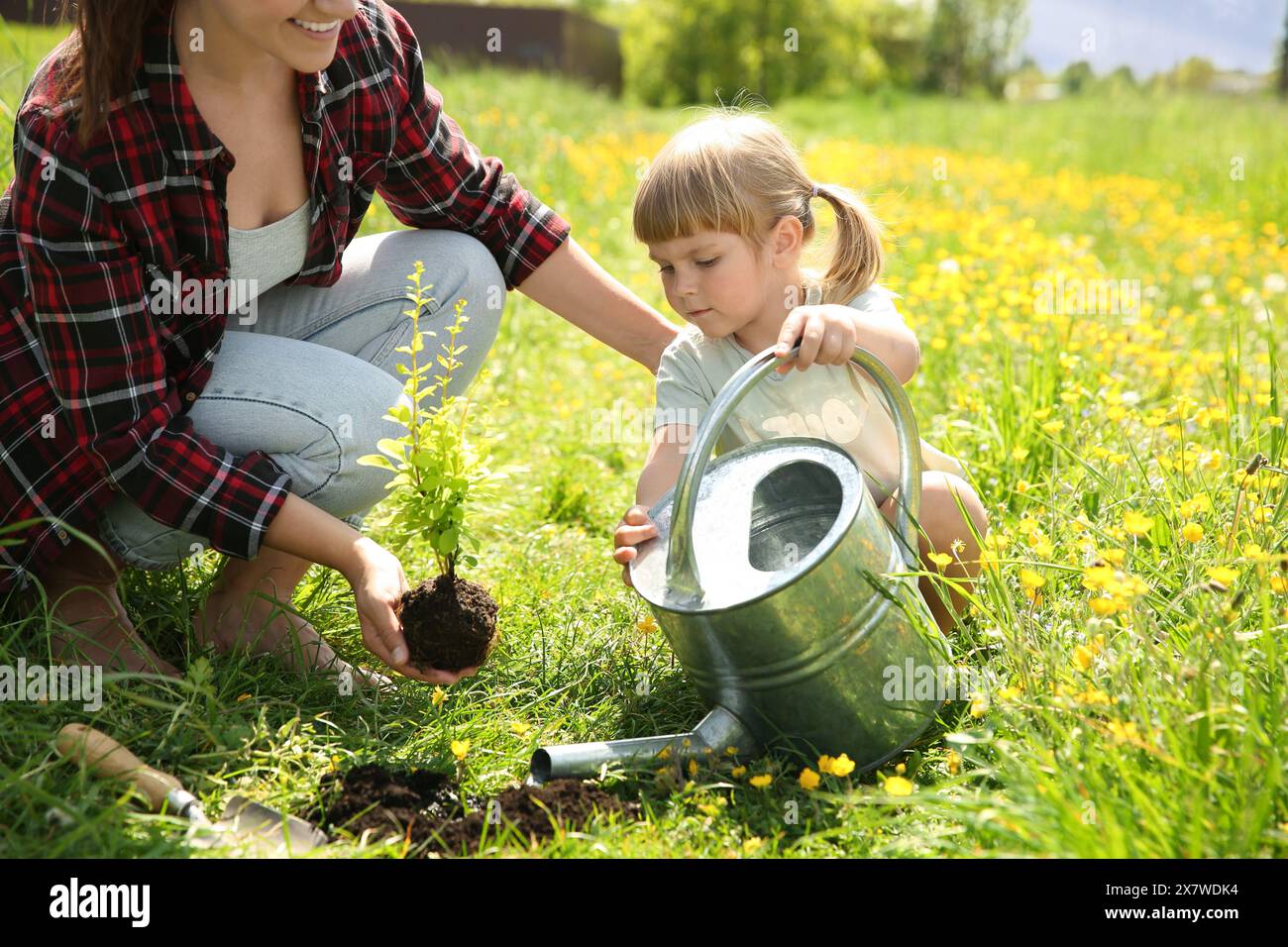 Seedling with mother tree hi-res stock photography and images - Alamy
