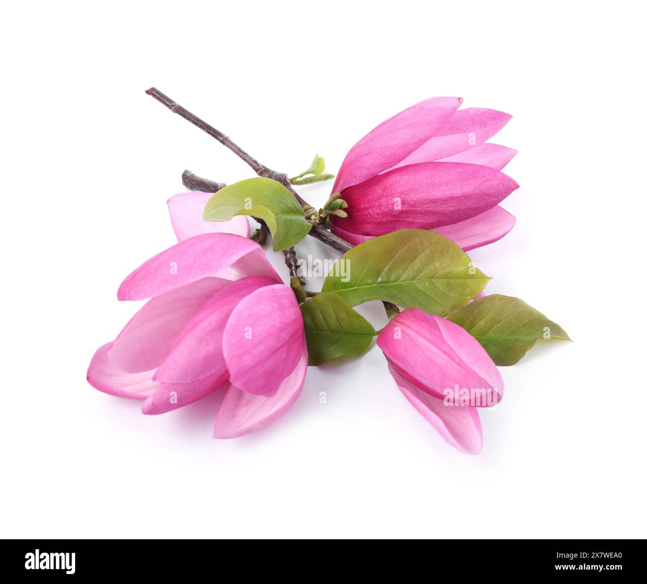 Beautiful magnolia plant leaves Cut Out Stock Images & Pictures - Alamy