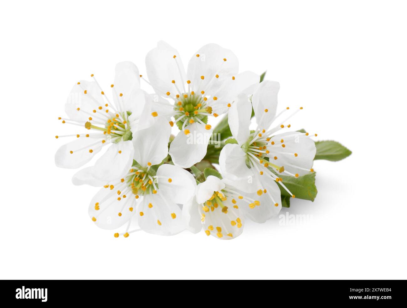 Beautiful spring blossoms with leaves isolated on white Stock Photo - Alamy
