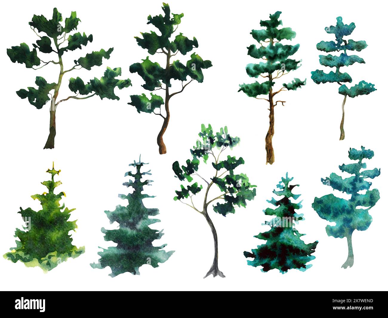 Watercolor set of conifer trees. Fir tree silhouette isolated. Abstract ...
