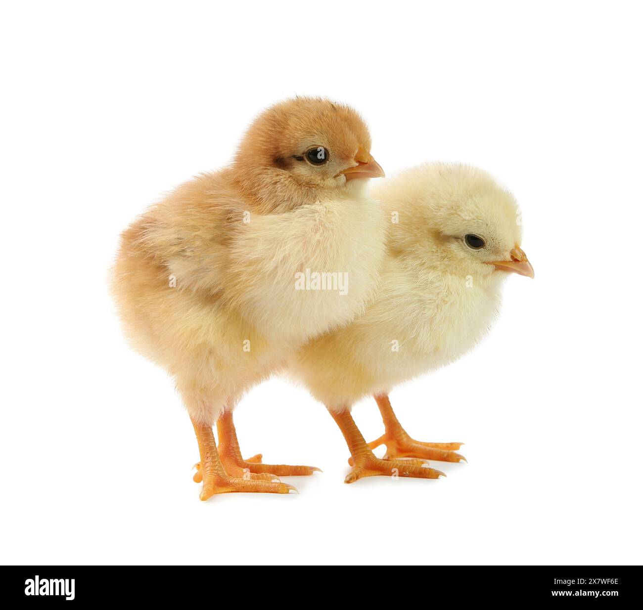 Cute chicks isolated on white. Baby animals Stock Photo - Alamy