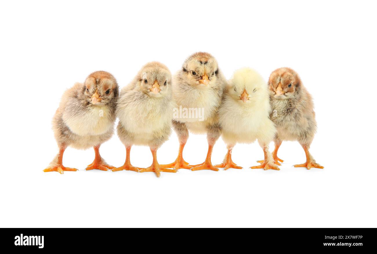Many cute chicks isolated on white. Baby animals Stock Photo - Alamy