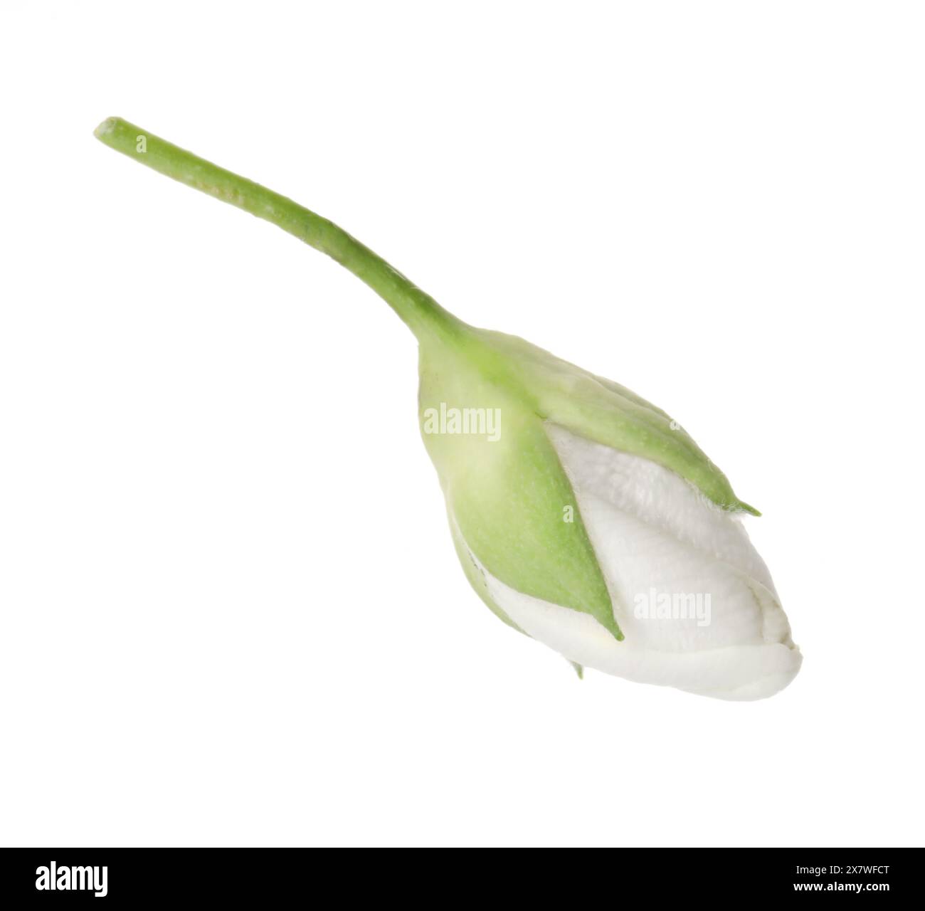 One beautiful jasmine bud hi-res stock photography and images - Alamy