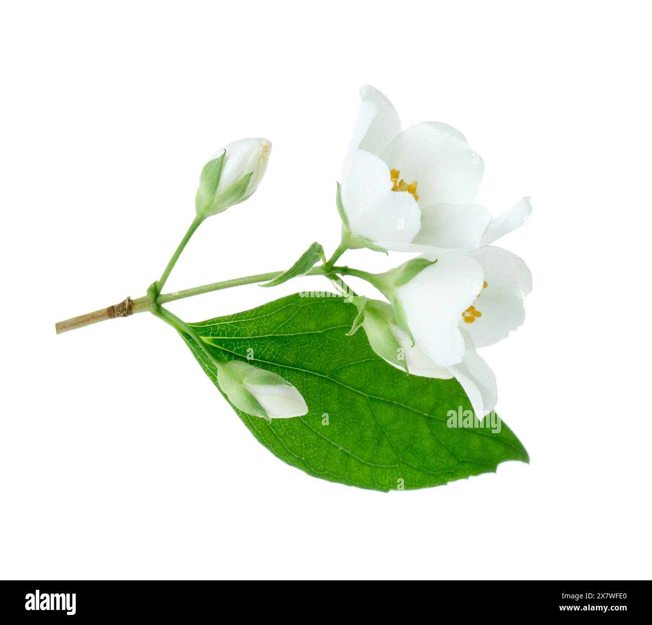 Branch of jasmine flowers and leaves isolated on white Stock Photo - Alamy