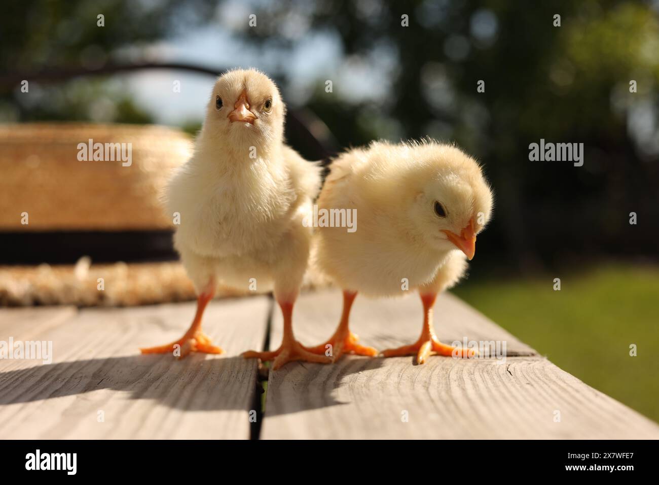 Cute chicks on wooden surface on sunny day, closeup. Baby animals Stock ...