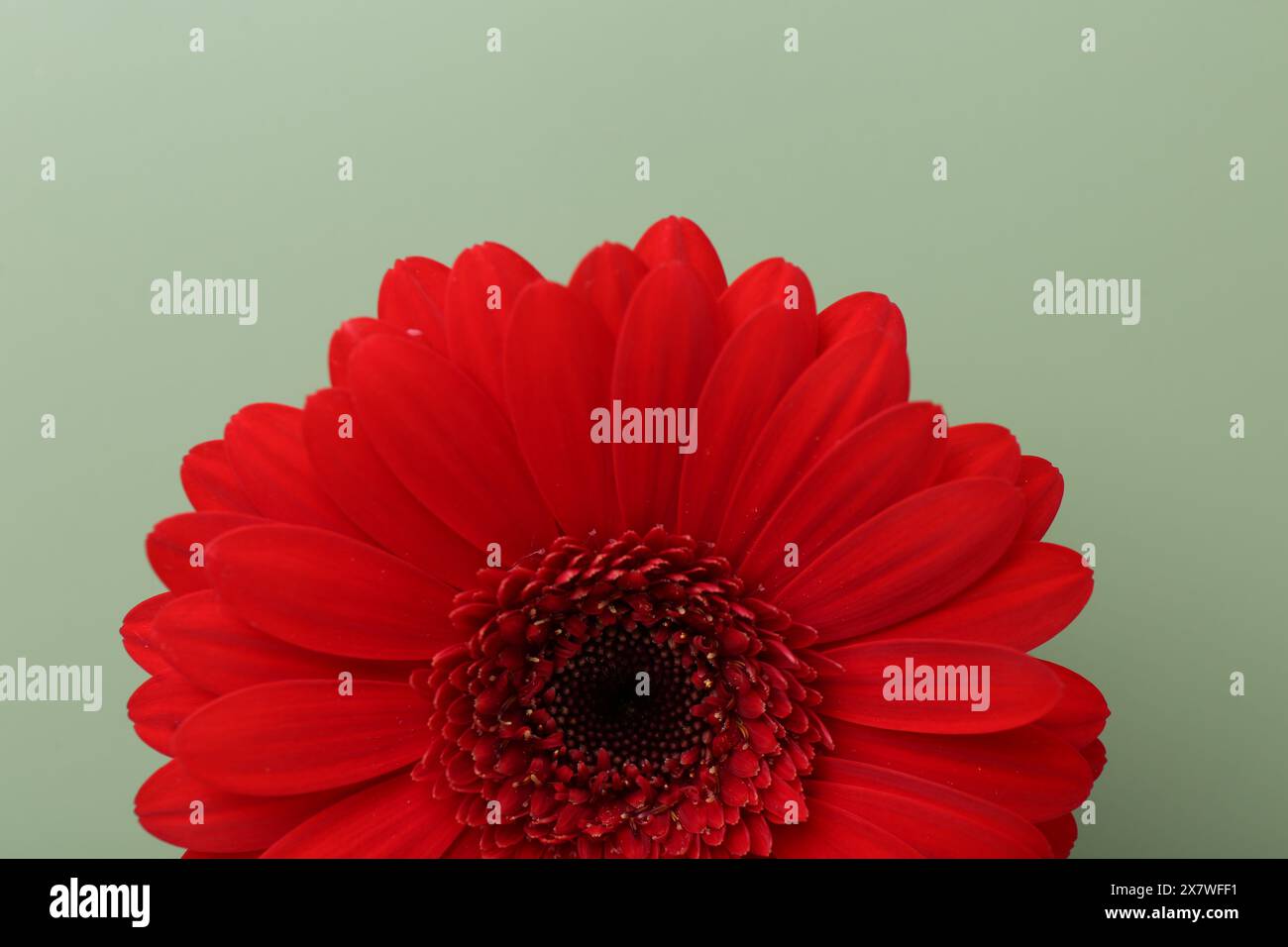 Beautiful red gerbera flower on pale green background, top view Stock ...