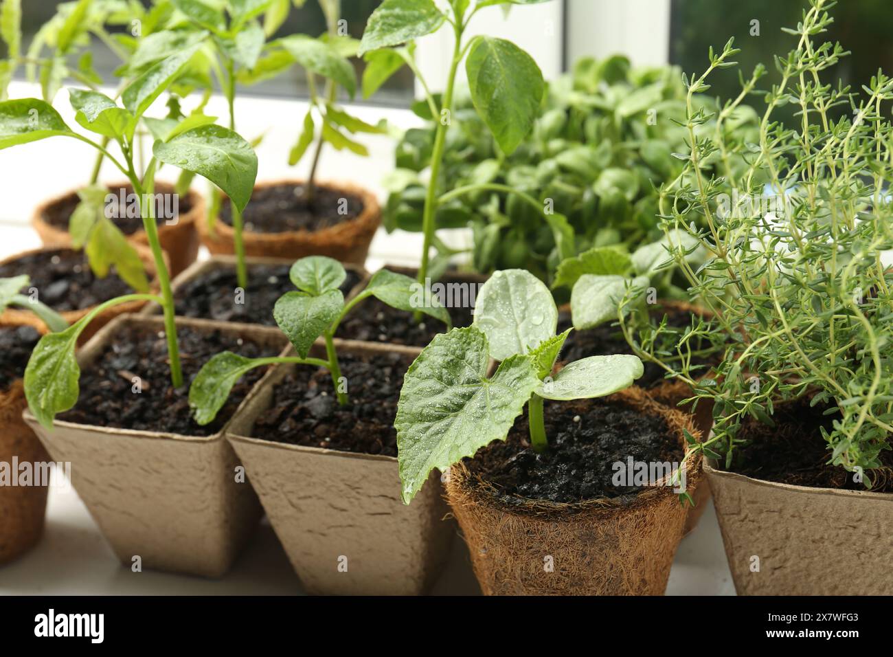 Many different seedlings in peat pots near window, closeup Stock Photo ...