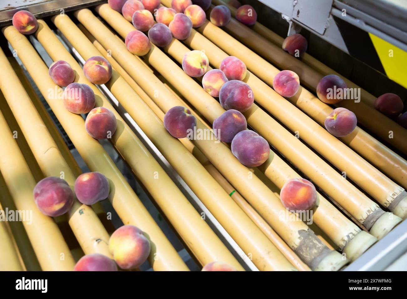 Peaches on processing line of sorting Stock Photo - Alamy