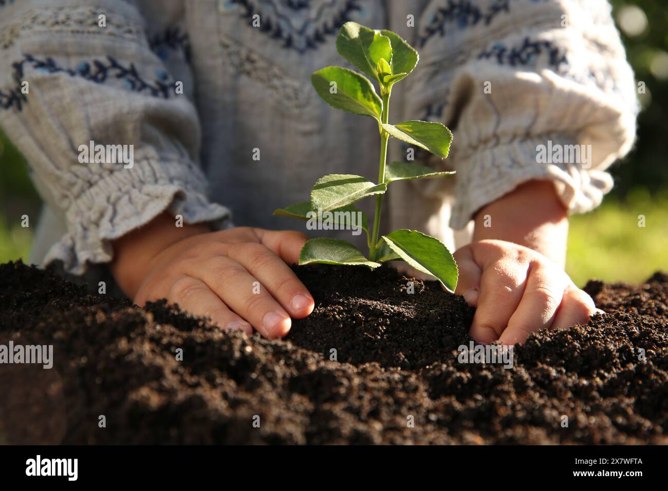 Cute baby girl planting tree outdoors, closeup Stock Photo - Alamy
