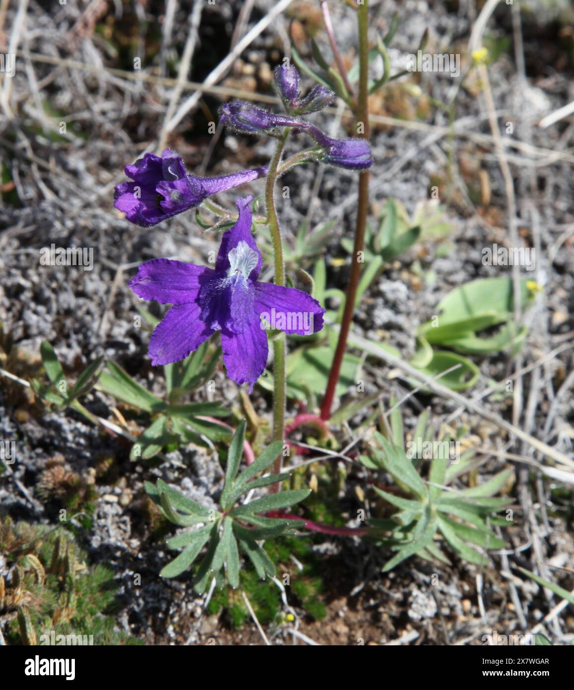 Purple larkspur delphinium hi-res stock photography and images - Alamy
