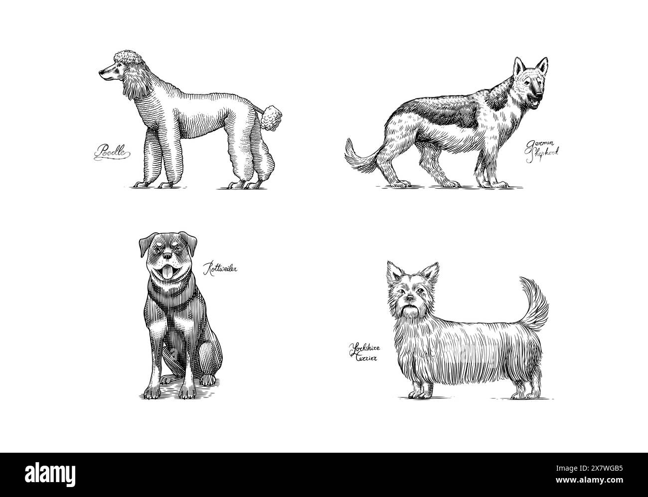 Yorkshire terrier puppy in Black and White Stock Photos & Images - Alamy