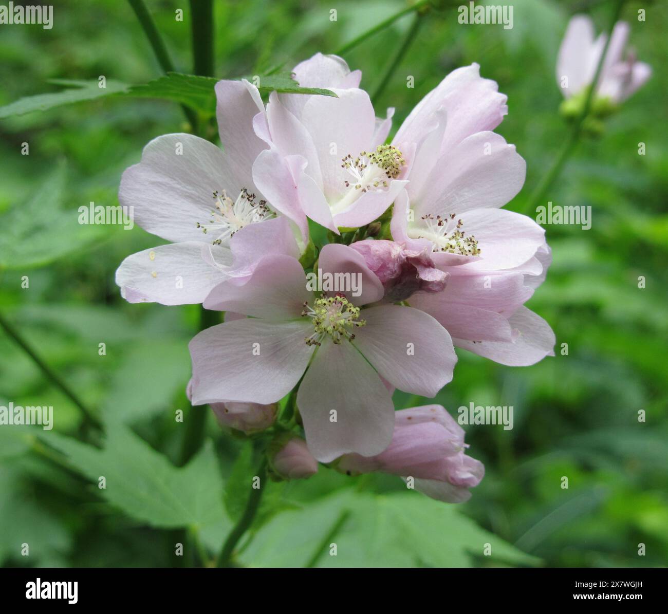 Mountain Hollyhock (Iliamna rivularis) pink wildflower in Gallatin ...