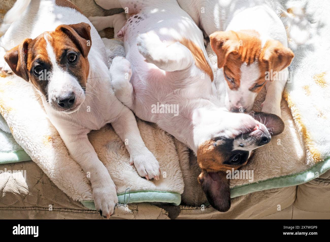 beautiful Jack Russell terrier puppies bask in the sun on the sofa ...