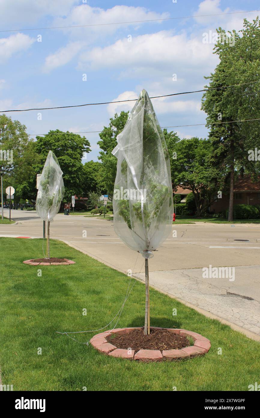 Two small trees covered in cheesecloth as protection from cicadas in ...
