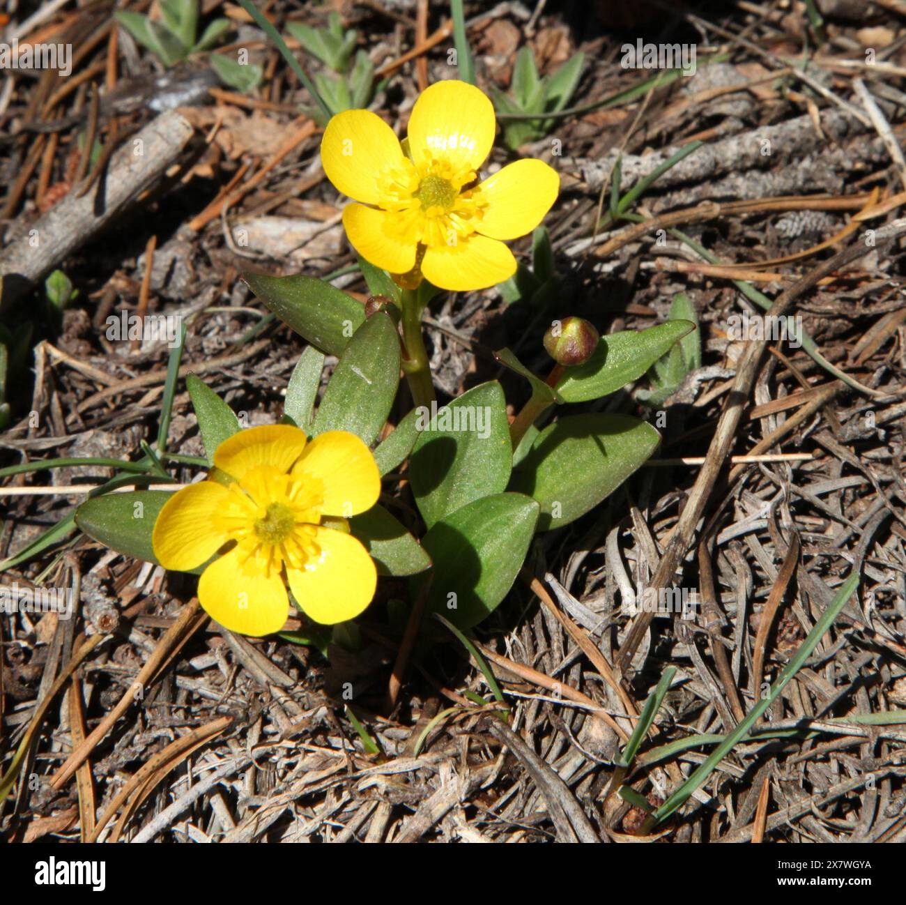 Early Buttercup (Ranunculus glaberrimus) yellow wildflower in Beartooth ...