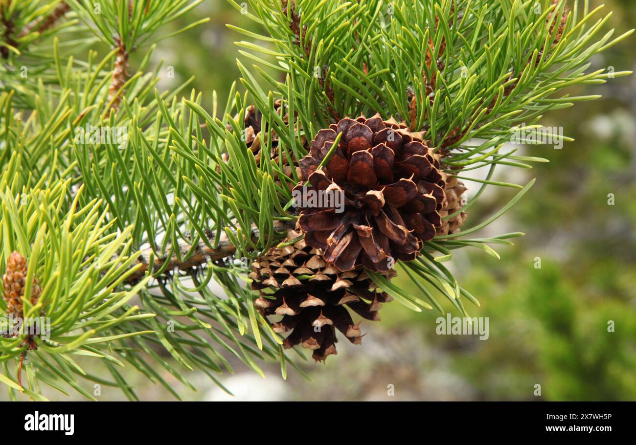 Lodgepole Pine (Pinus contorta) cones in Beartooth Mountains, Montana ...