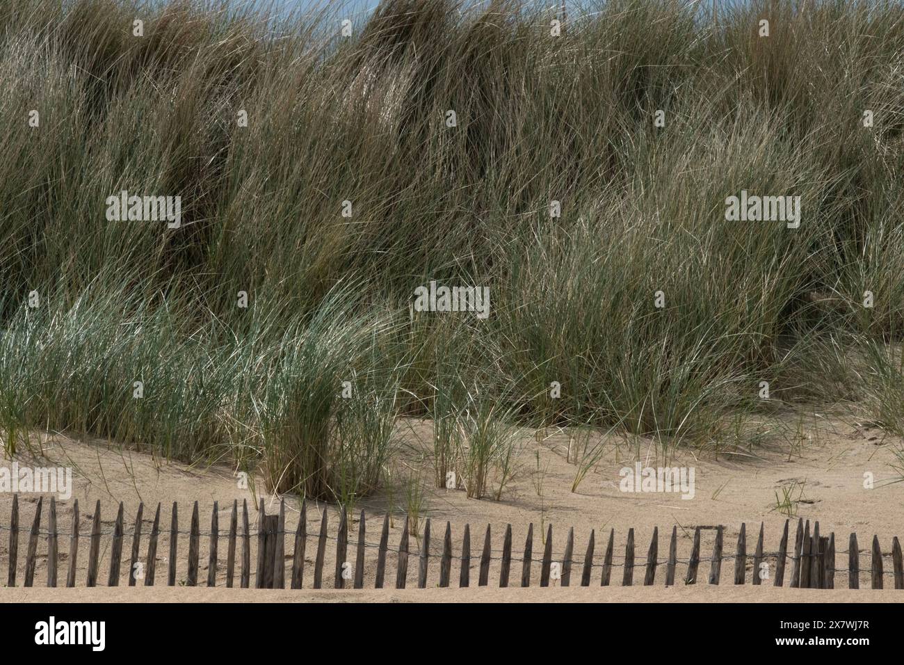 Utah Beach in Normandy, France. Low wood sea fence, grass and sand ...