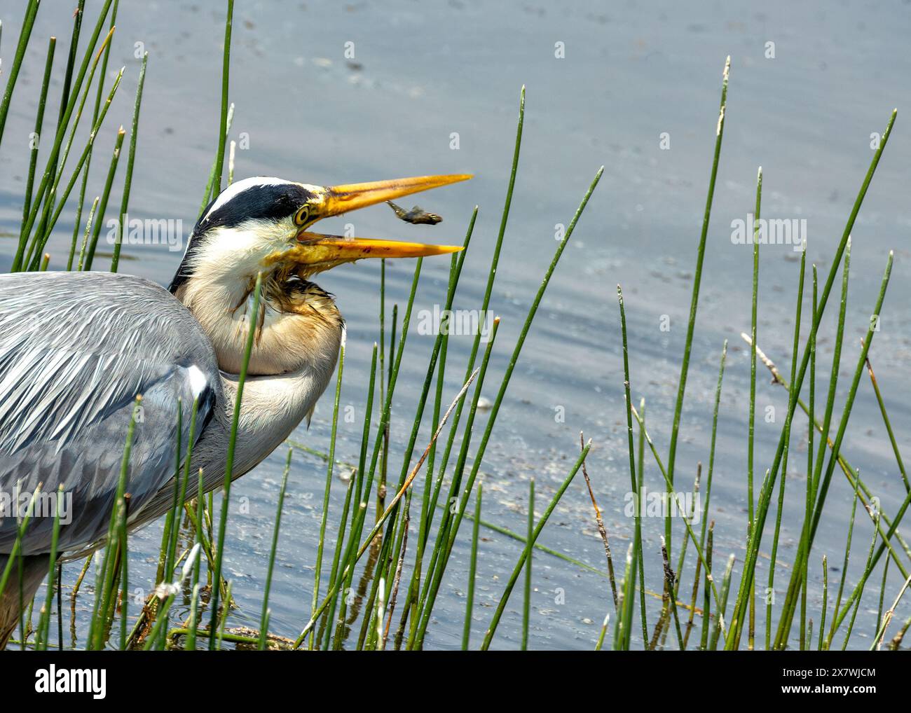 The Grey Heron, a skilled hunter, feeds on fish and amphibians. This ...