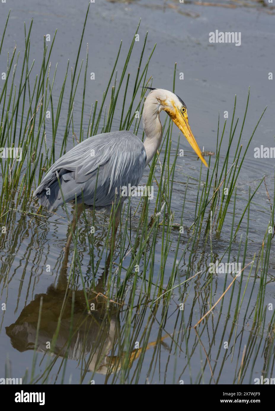 The Grey Heron, a skilled hunter, feeds on fish and amphibians. This ...