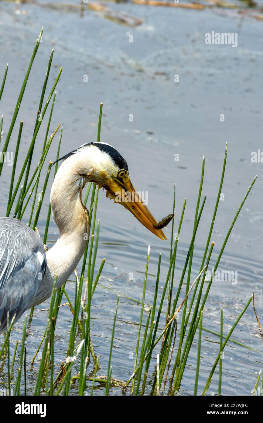 The Grey Heron, a skilled hunter, feeds on fish and amphibians. This ...