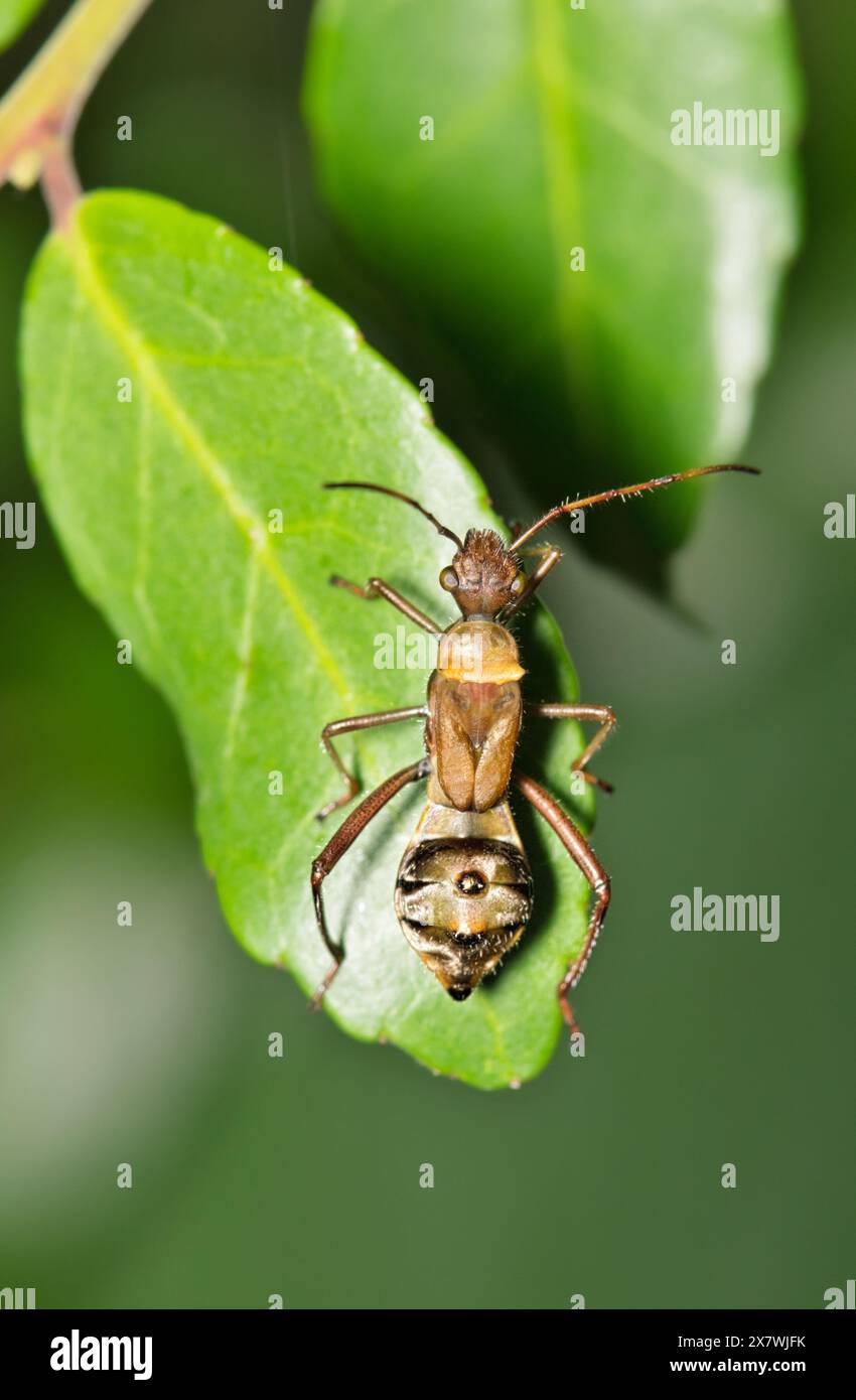 Nymph insects hi-res stock photography and images - Alamy