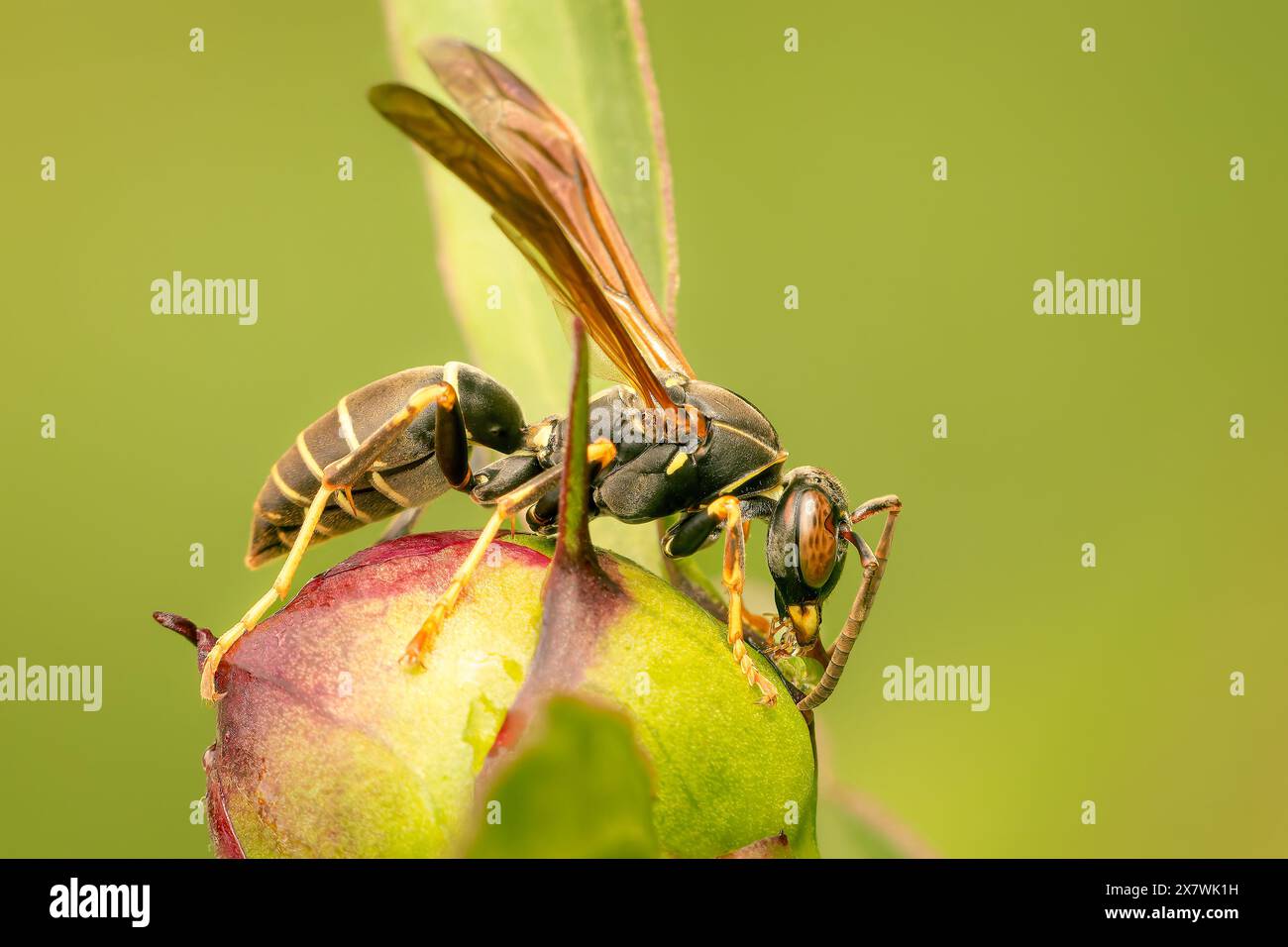 Polistes fuscatus wasp feeding of nectar on a peoni with blurred ...