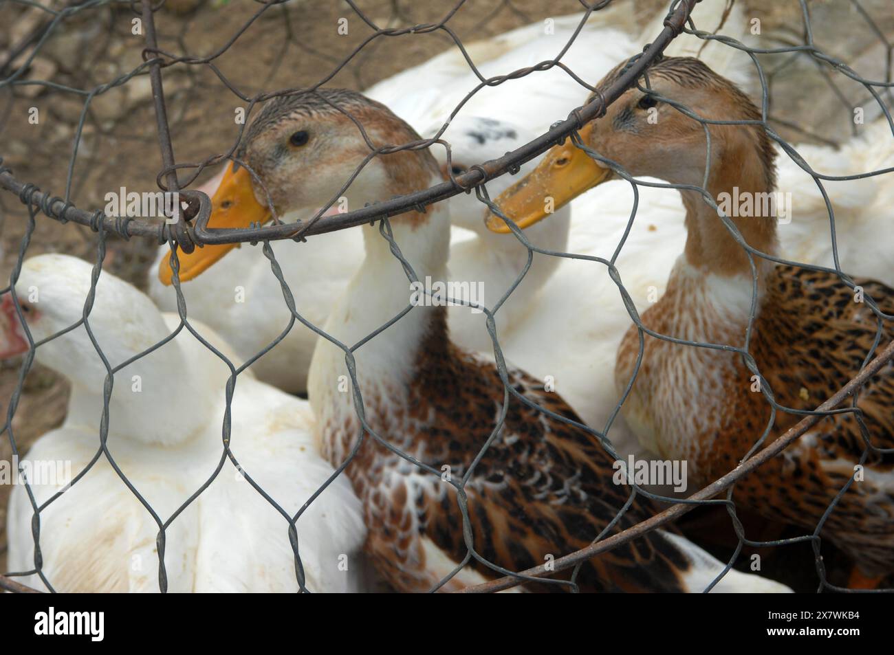 Ducks for sale in a cage at a local market, Cat Cat village, Sapa, Lao Cai, Vietnam Stock Photo ...