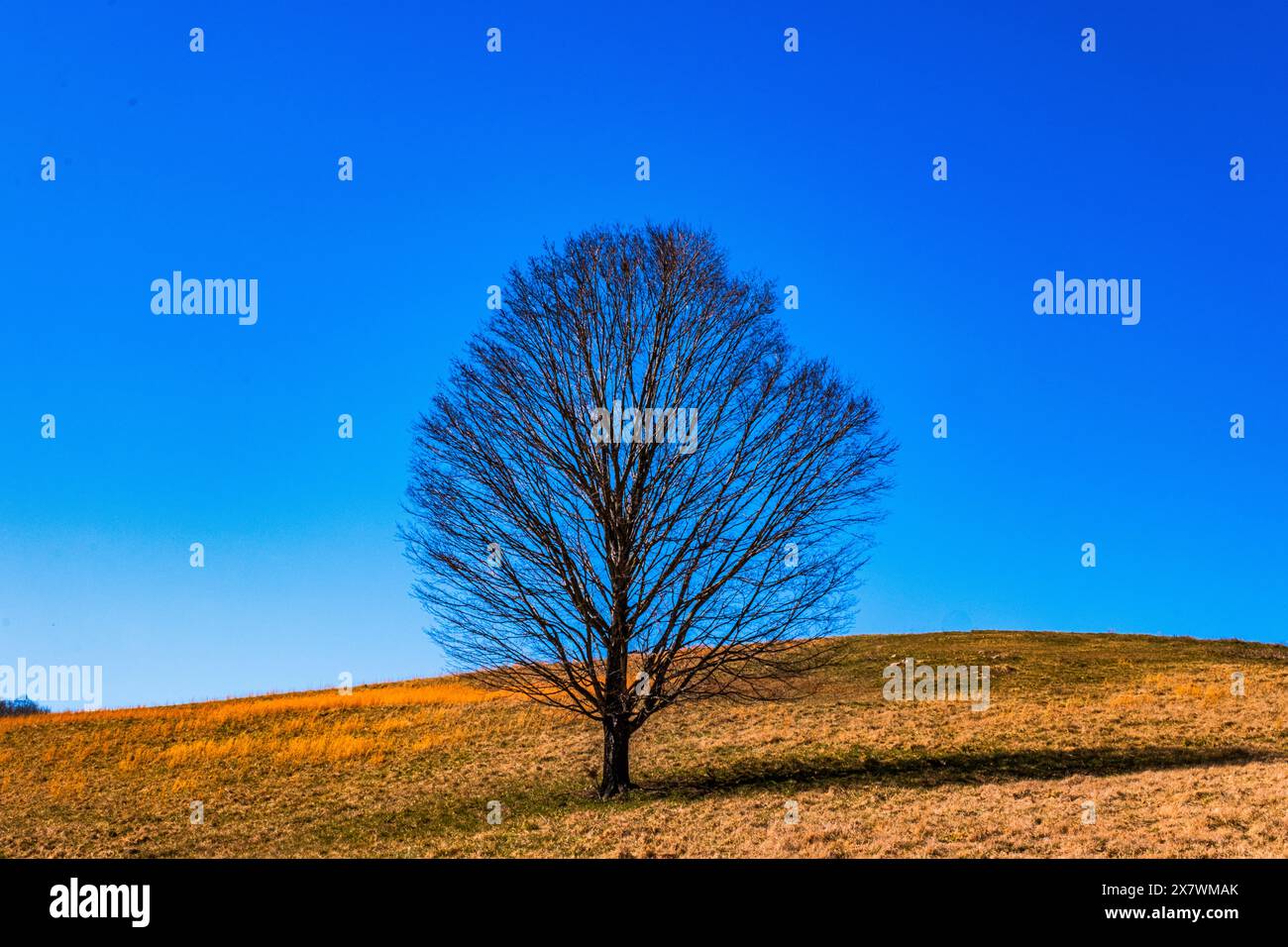 Evergreen tree on hillside in hi-res stock photography and images - Alamy