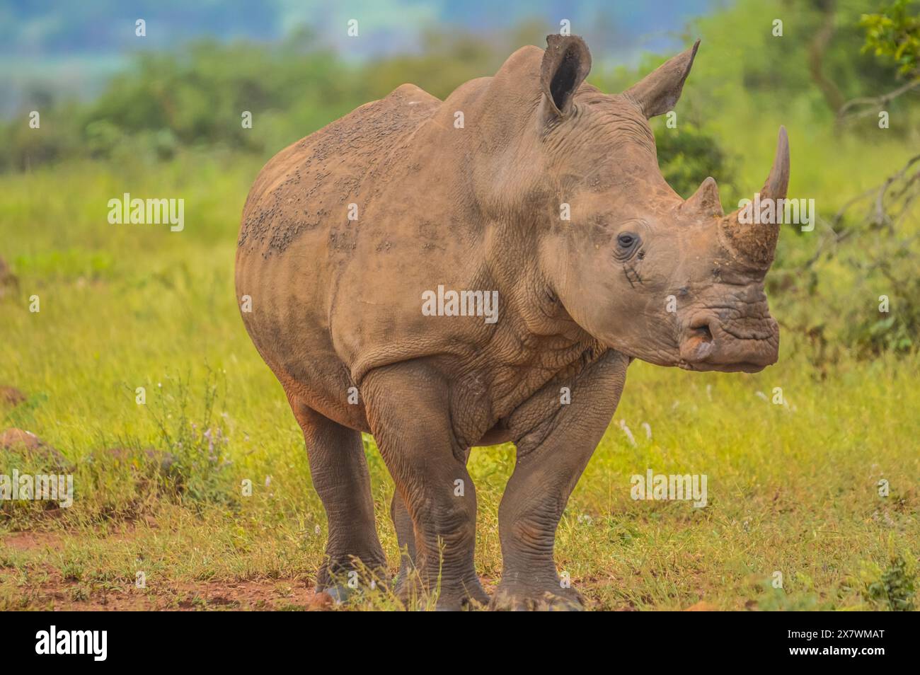 Portrait of cute male bull white Rhino or Rhinoceros in a group in ...