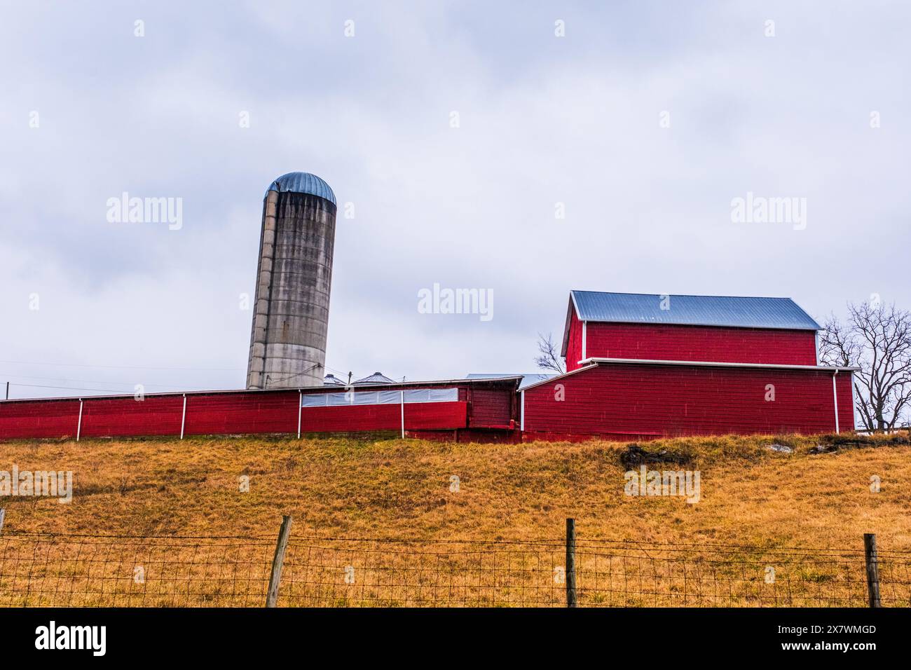 Silos and red barn and farm buildings on a cattle farm in Augusta Co ...
