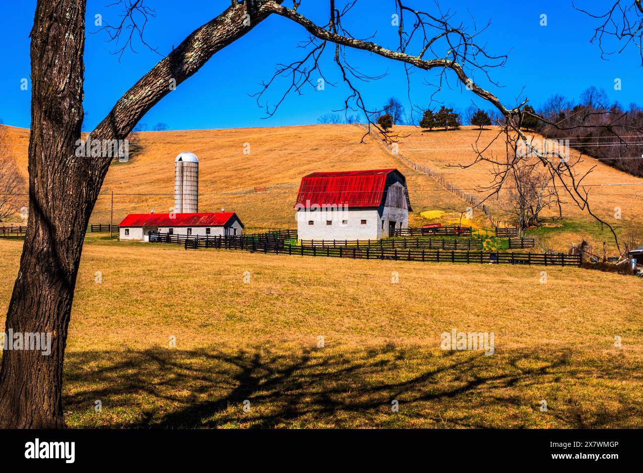 Working cattle farm with silos and barn in rural Virginia Stock Photo ...