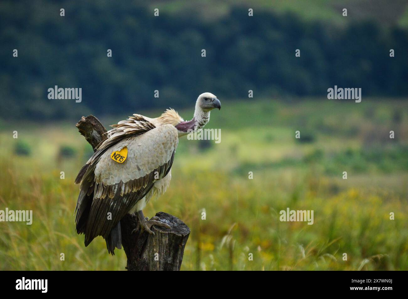 Portrait of a marked cape vulture or cape griffon also known as Kolbe's ...