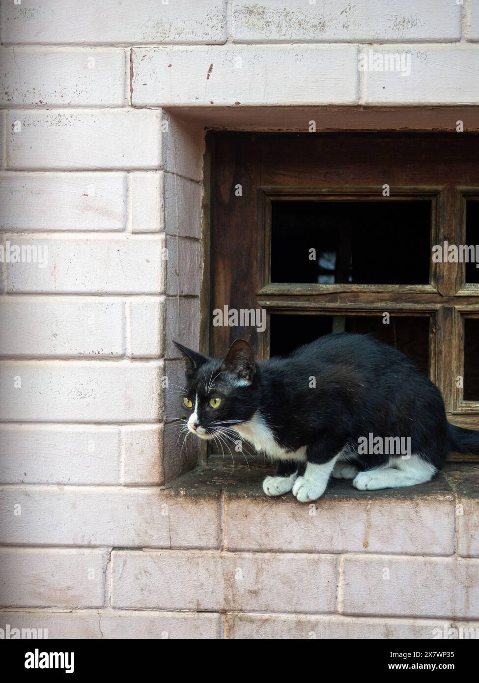 Cats in the basement window. Animals want to eat. Cautious and timid ...