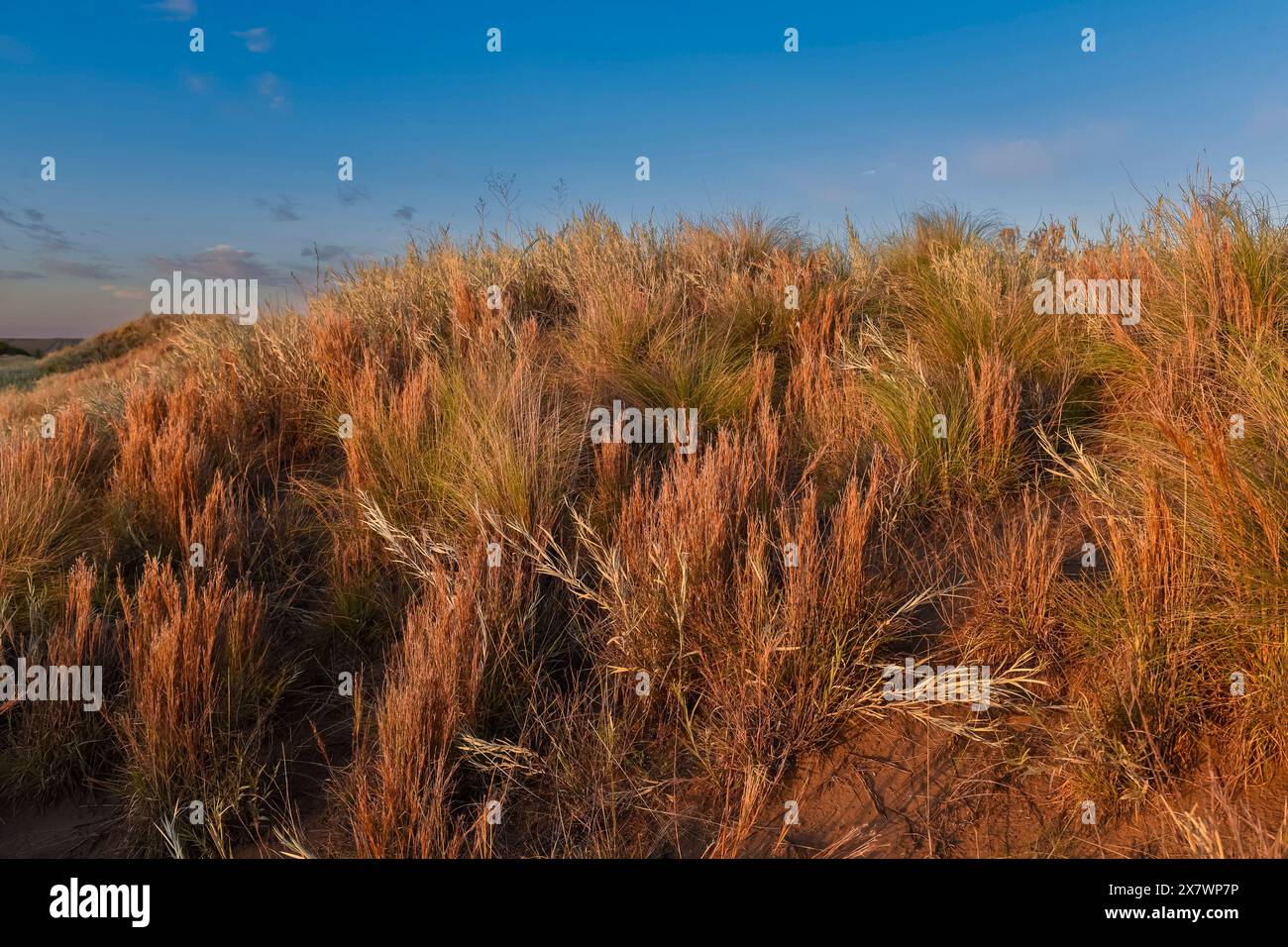 Pampas grass landscape, La Pampa province, Patagonia, Argentina Stock ...