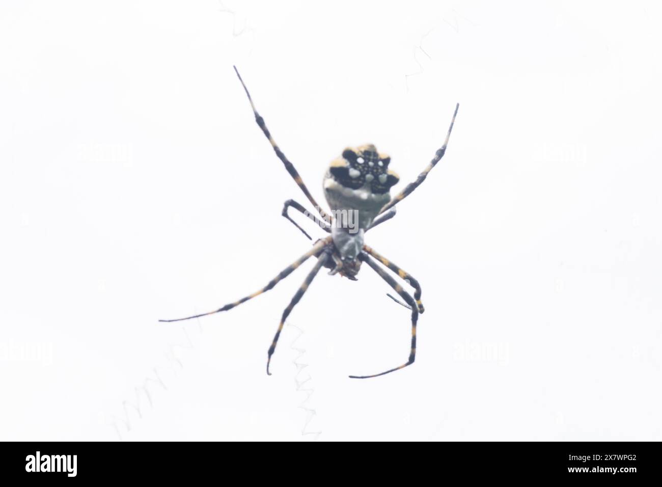 Tiger spider on the yard Stock Photo - Alamy
