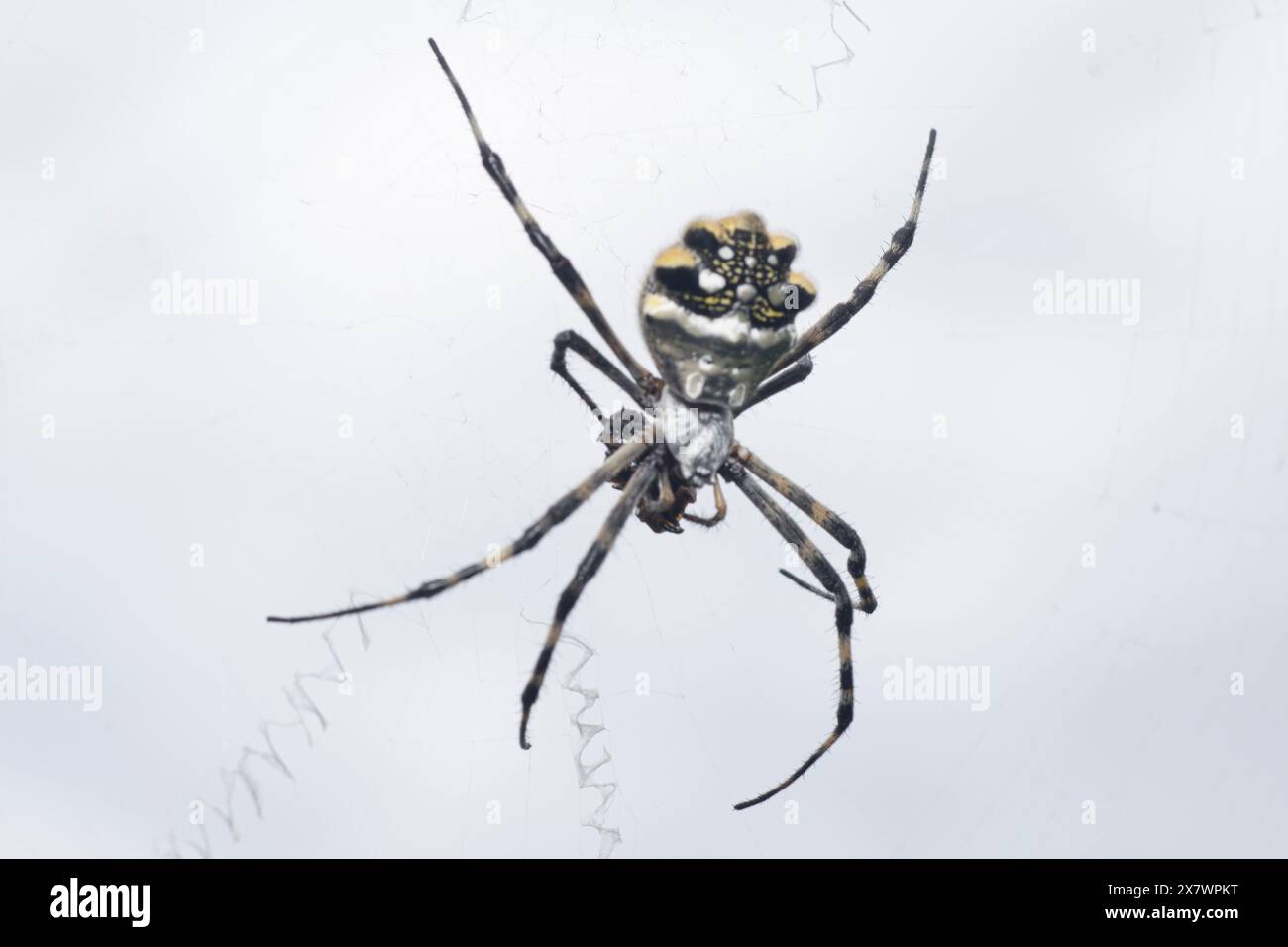 Tiger spider on the yard Stock Photo - Alamy