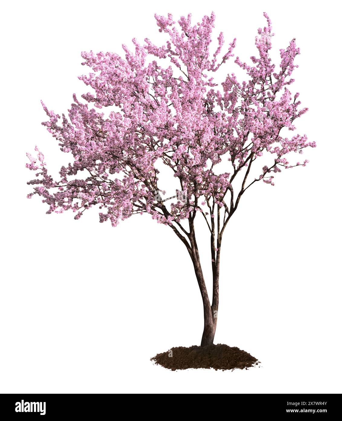 Backyard spring Cut Out Stock Images & Pictures - Alamy